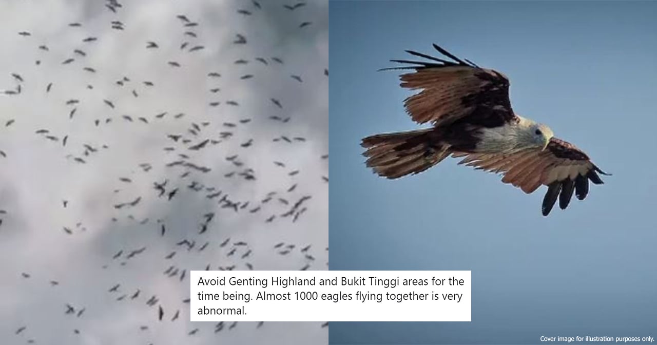 Viral Video Warns Of Group Of Eagles Flying In Circles In The Sky