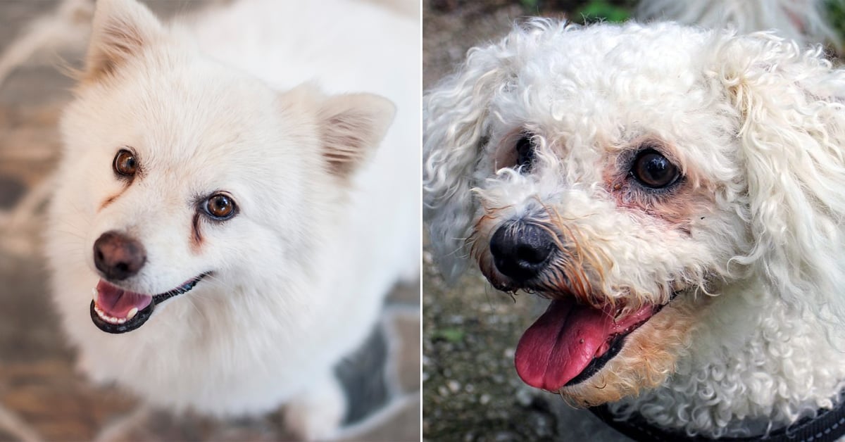 Here’s Why Some Dogs Have Leaky, Brownish Stains Under Their Eyes And Paws