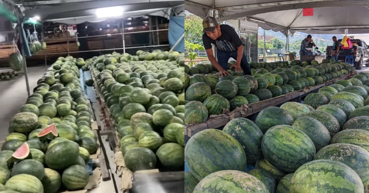 Watermelon Vendor Suffers RM3,000 Loss After Mistakenly Running Free ...