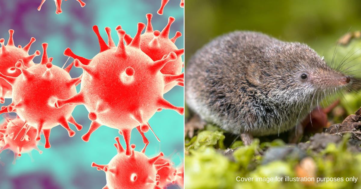 New Langya Virus In China Has Infected Dozens. Here’s What We Know So Far