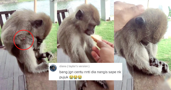Monyet Merajuk Tak Mahu Makan, Siap Mengadu Tunjuk Luka Di Tangan Curi ...