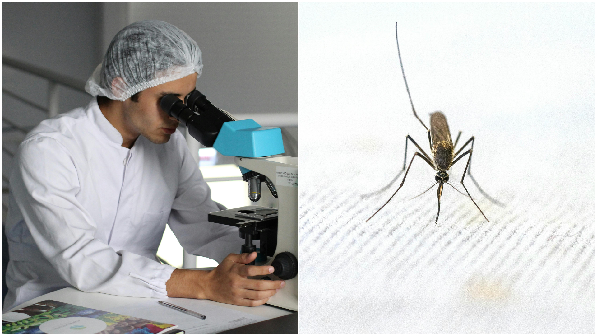 Researchers Develop Mosquito Repellent From Genetically Modified Human ...
