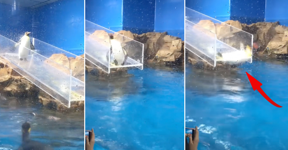 Penguin Slipping And Tumbling In Front Of Cameras Is The Cutest Thing ...