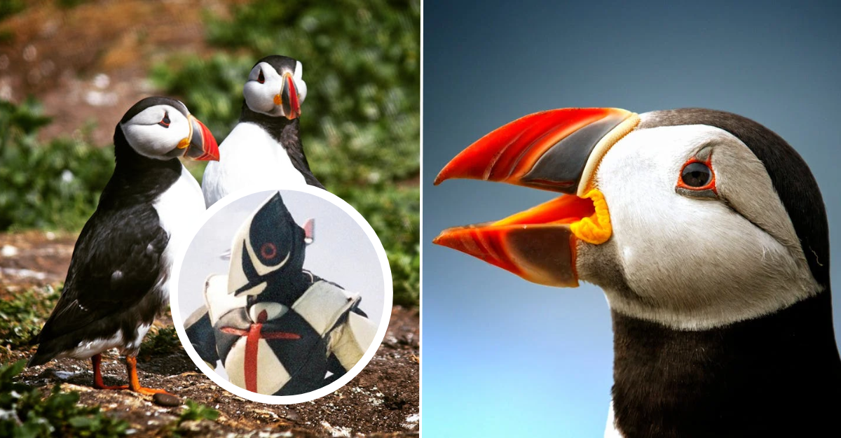 Puffins Gain Attention On Weibo For Resembling A Stuffed Toy & An ...