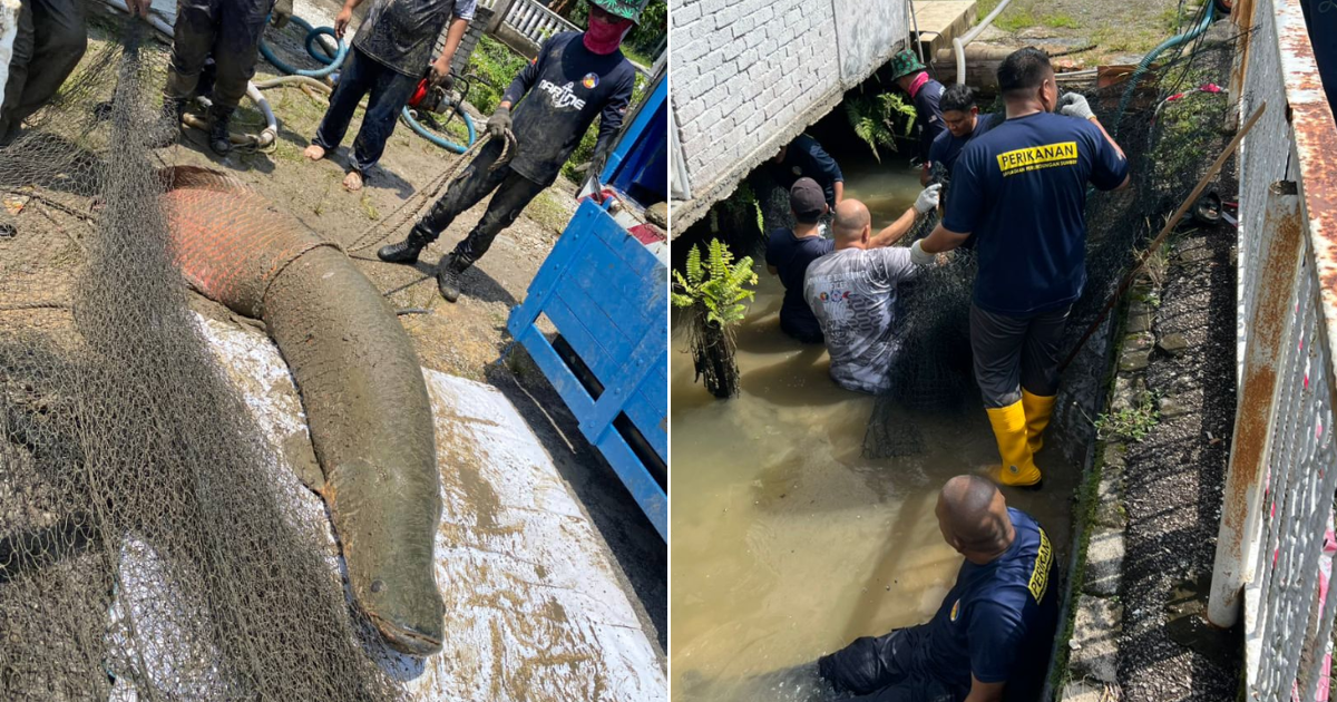 Three Massive Arapaima Fish Caught In Melaka Die After Transfer To Zoo ...