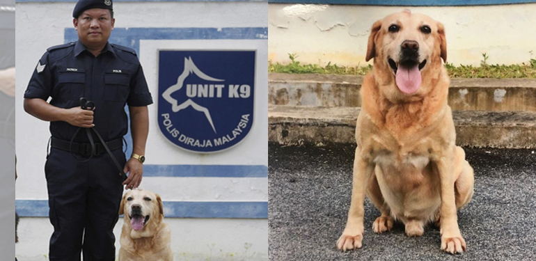 “I’ve Lost My First Colleague” – Loyal Pahang Police Dog Passes Away