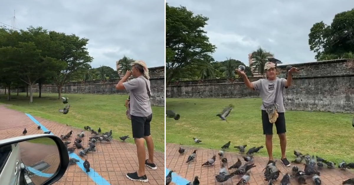 Pigeons Listen Obediently To Penang Uncle & Sit On His Hands When He ...