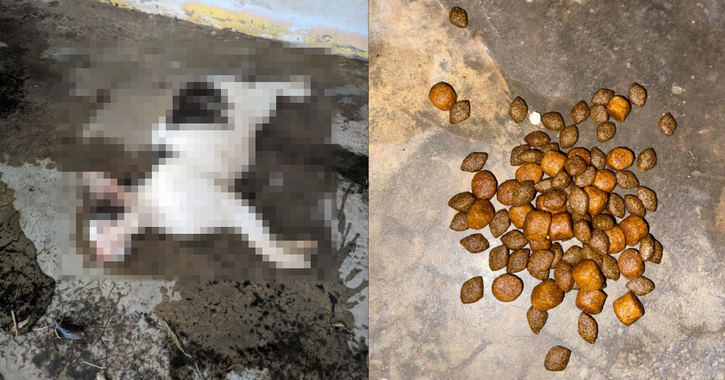 UUM Students Found Kibbles Mixed With Rat Poison After 10 Stray Cats ...