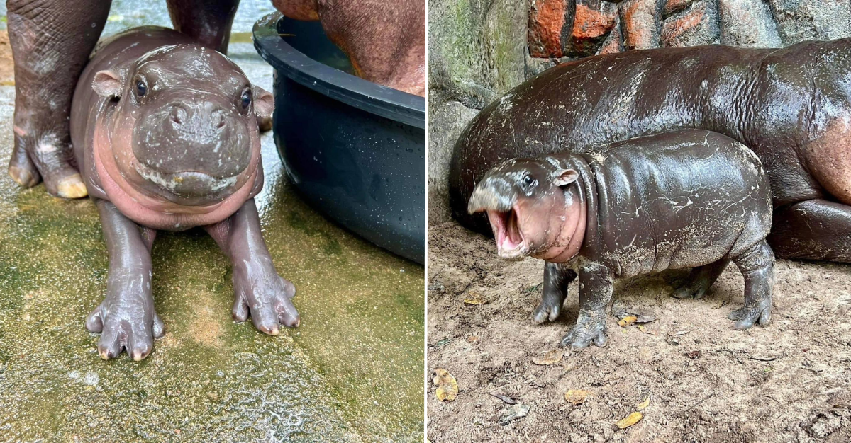 A Meme Queen — Baby Hippo In Thailand Zoo Goes Viral For Her Playful ...