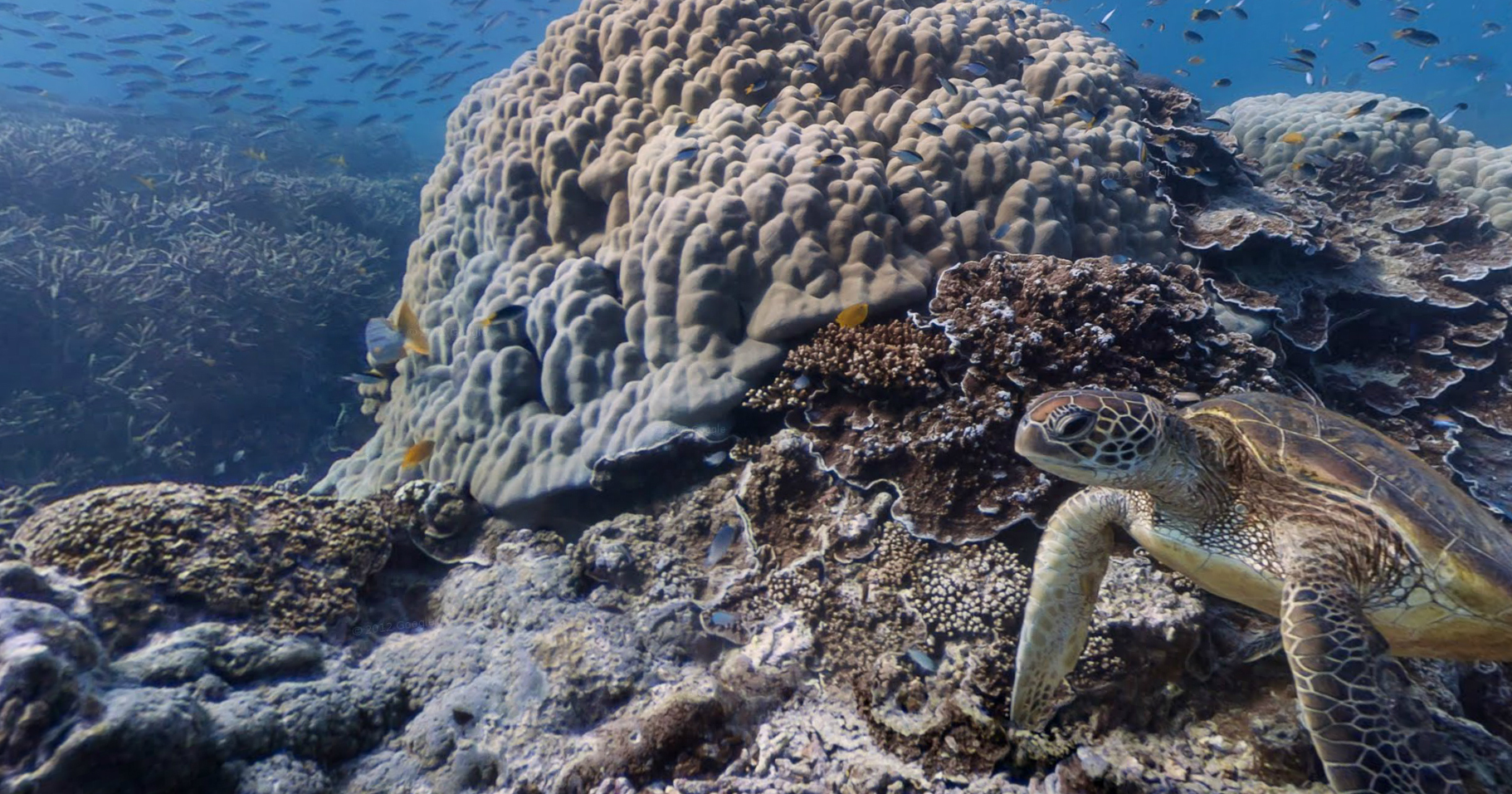 Google Street View Goes Under The Sea! You Don’t Have To Be A Diver To ...