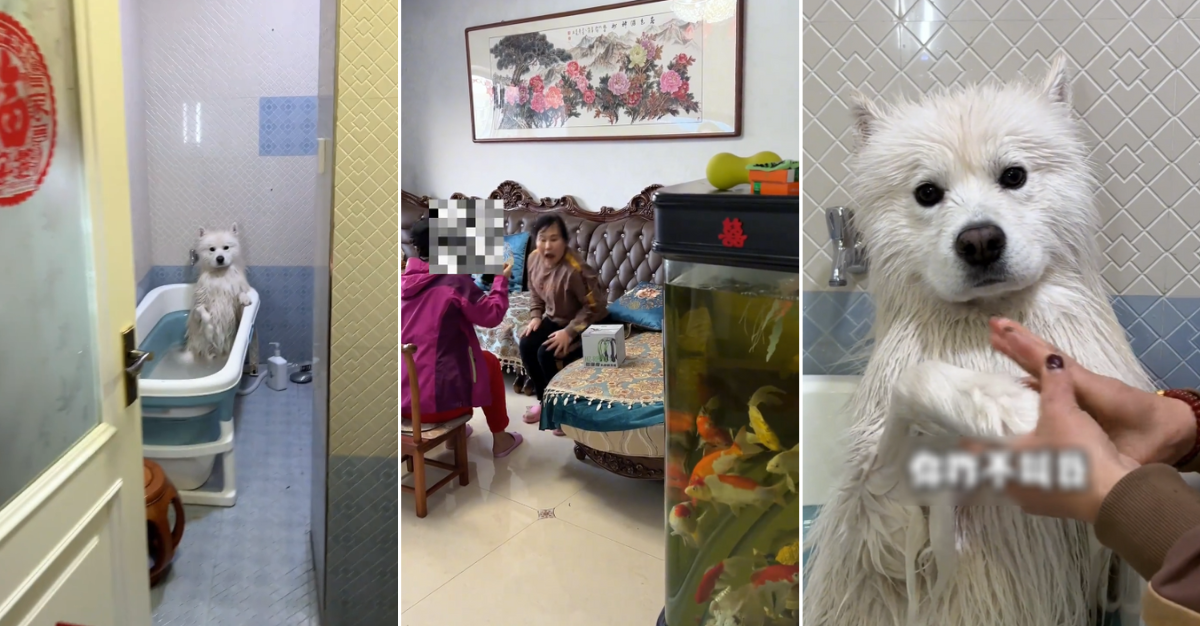 Netizens Share Memes of Patient Dog Left in Tub After Owner Forgets to ...