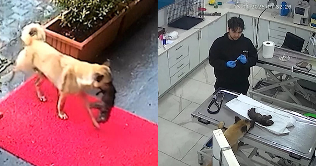 Video Shows A Stray Dog Carrying Her Dying Puppy To Vet Clinic For ...
