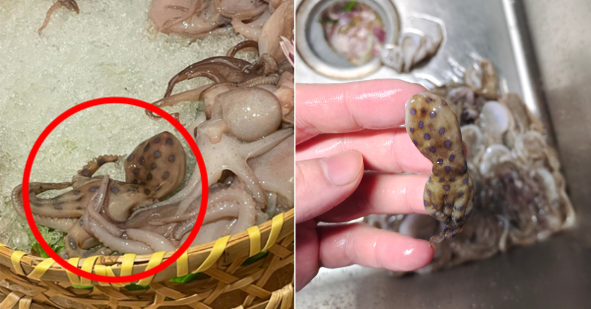Man Escapes Venomous Death After Spotting Blue-Ringed Octopus At Hot ...