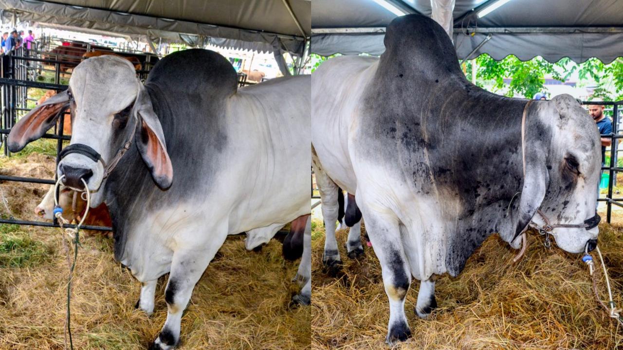 Meet ‘Mr Trump’, A Bull In Kelantan Valued At RM20K And Who Weighs Over ...