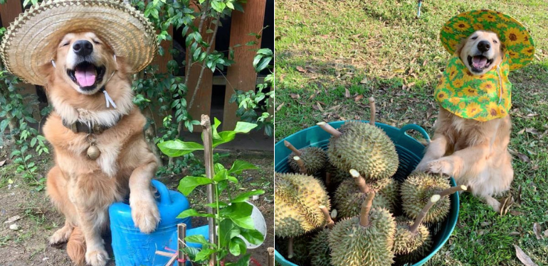 The World’s Cutest Durian Orchard Farmer Is A Dog Named Jub Jib