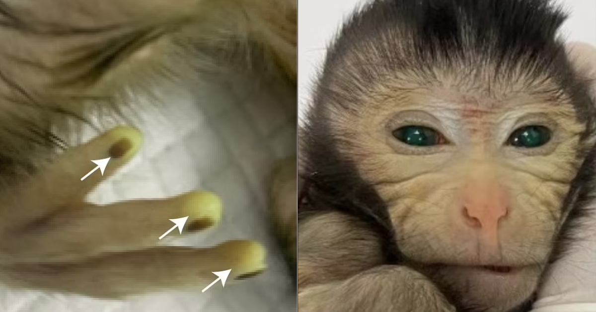 Chinese Lab Creates A Monkey With Fluorescent Eyes & Glowing Fingers