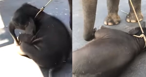 Baby Elephant “Collapses From Exhaustion” While Walking With Its Mother ...