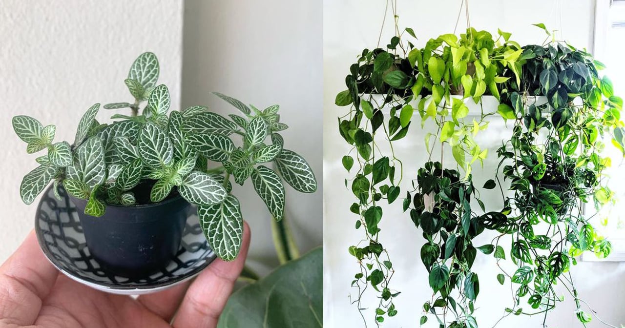 9 Easy Plants That Every Beginner Can Grow In Malaysian Weather