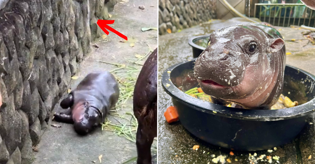 New Rules Limiting Visitors Set After Viral Baby Hippo Moo Deng Gets ...
