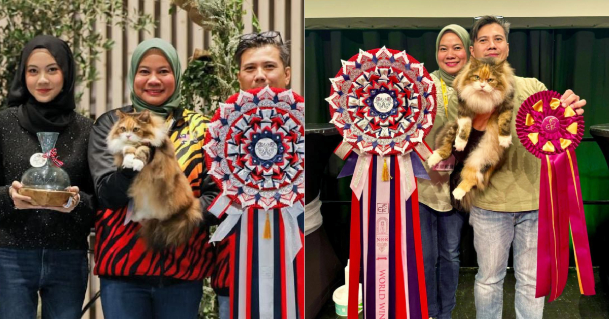 [VIDEO] Malaysian Stray Cat ‘Baby’ Takes Home Gold At International Cat ...