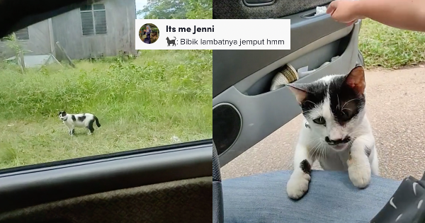 Sampai Kena Jemput Naik Kereta, Jumpa Kucing Dekat Rumah Jiran Ini Buat ...
