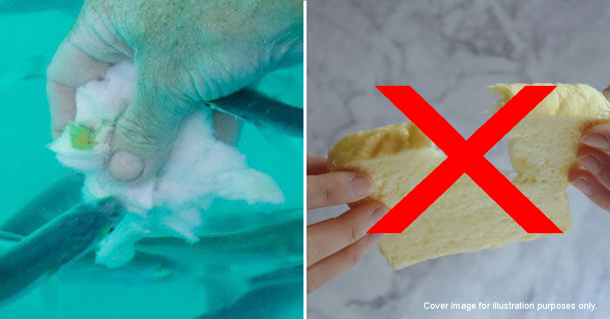 Did You Know: You Shouldn’t Be Feeding Bread To Fish Because It Can ...