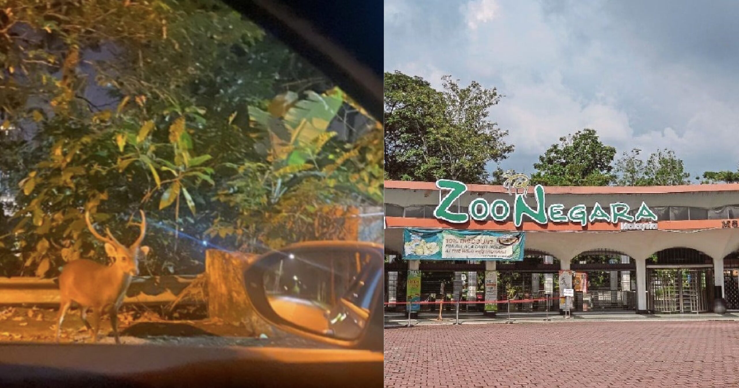 Deer Escapes From Zoo Negara & Is Currently At Large In KL Neighbourhood