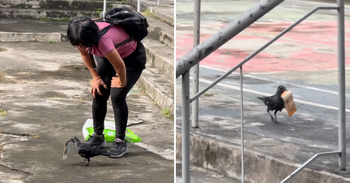 2 Malaysians Go On A Wild Crow Chase After A Bird Steals RM70