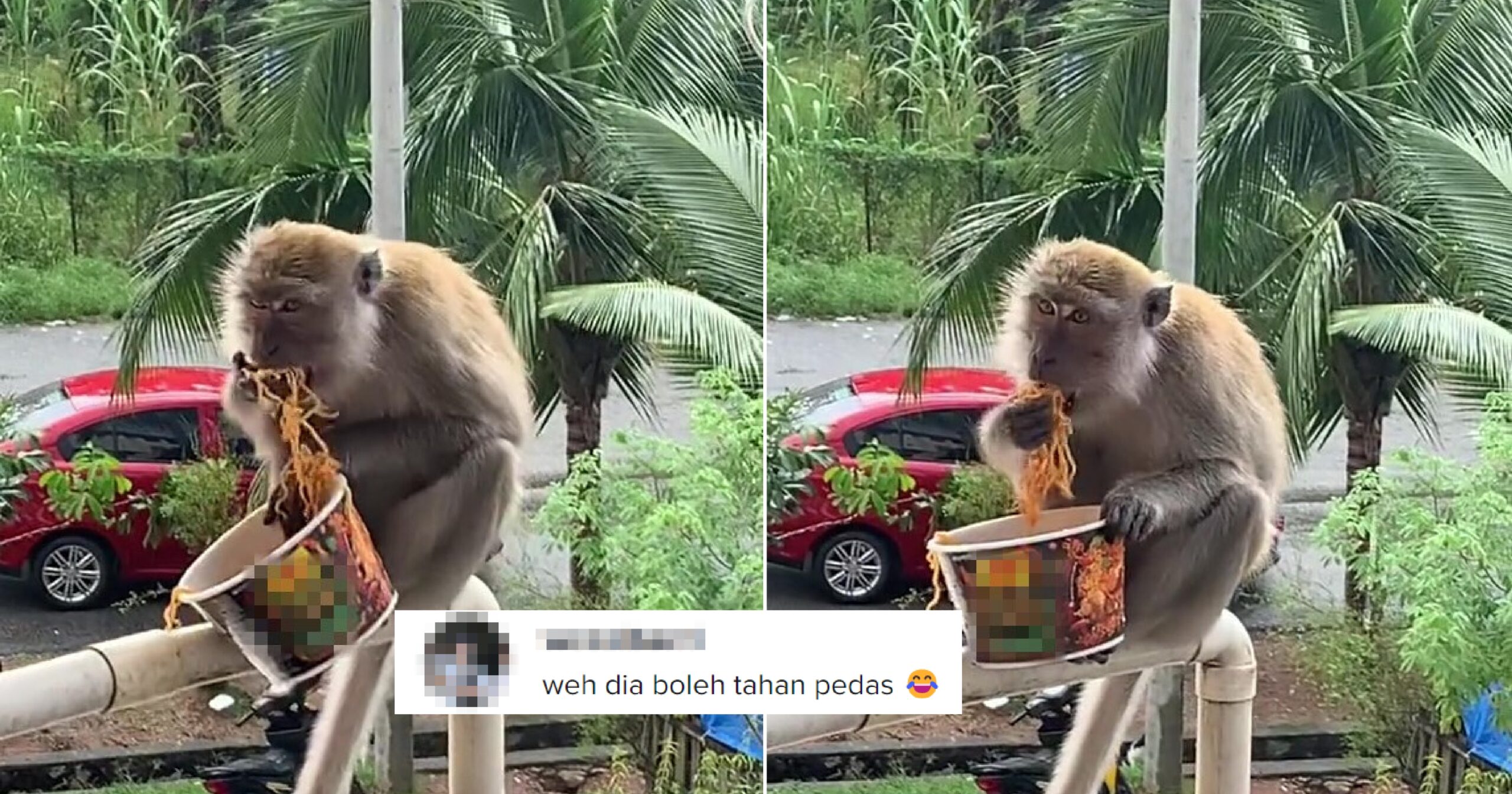 This Monkey Eating Spicy Noodles In Viral TikTok Video Has Better Spice ...