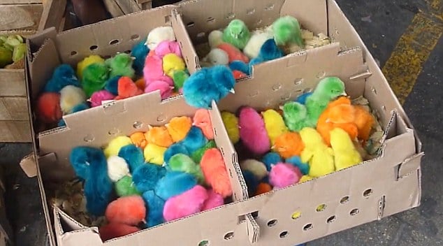 You Won’t Like Watching How Chicks Are Dyed