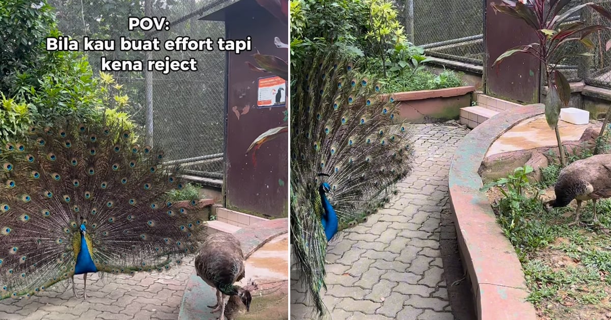 Can’t Find Love? It’s Okay, Neither Can Zoo Negara’s Peacock