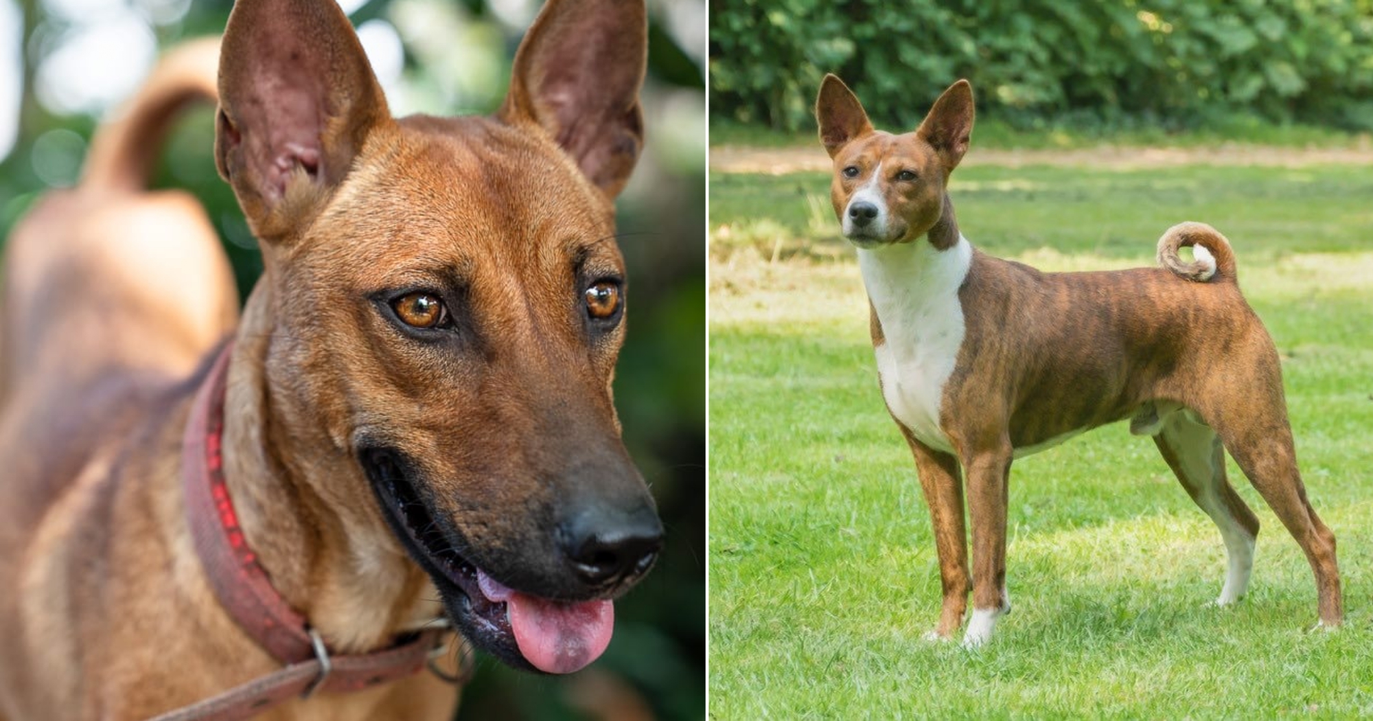 This Regular Kampung Dog You See Everywhere Could Be The Rarest Dog ...