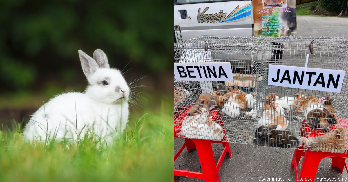 Consumers’ Association: Please Don’t Buy Rabbits As Pets Just For CNY ...