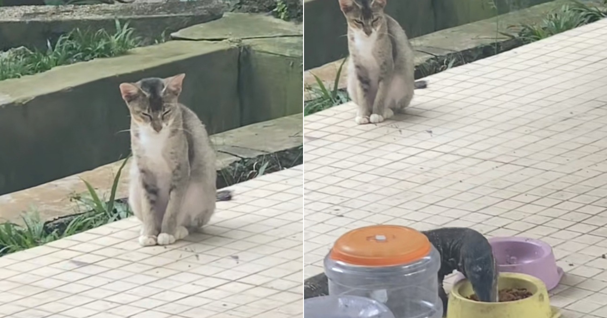 “Are You A Cat Or Am I A Cat?” — Cat Watches On As Monitor Lizard Eats ...