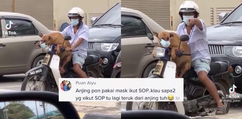 [VIDEO] “Haiwan Pun Tahu Ikut SOP” – Tular Gelagat Anjing Pakai Face ...