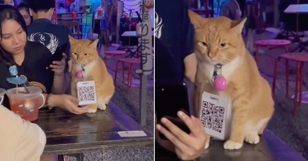 Cat Wearing QR Code In Thai Bar Questions Its Life Decisions While ...