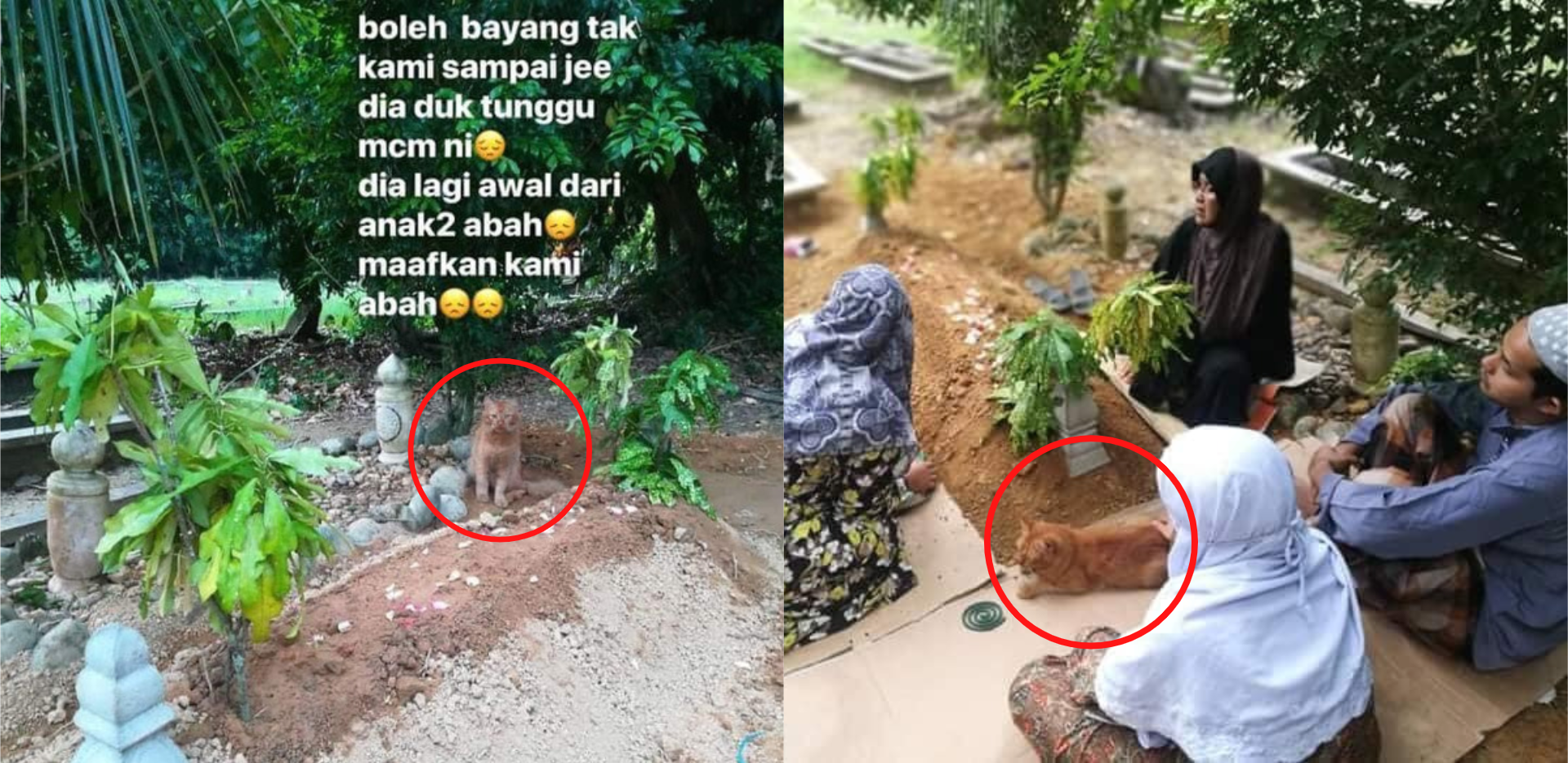 Mirip ‘Hachiko’, Kucing Ini Tetap Setia Tunggu Tepi Kubur Tuan Yang ...