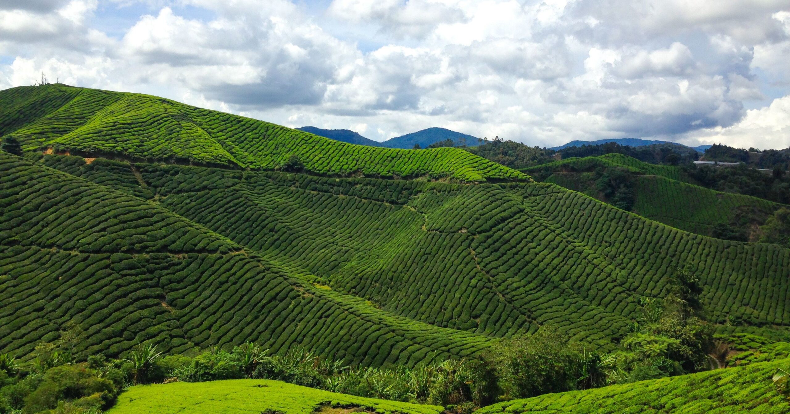 Cameron Highlands Named As One Of The Most Beautiful Places In The World