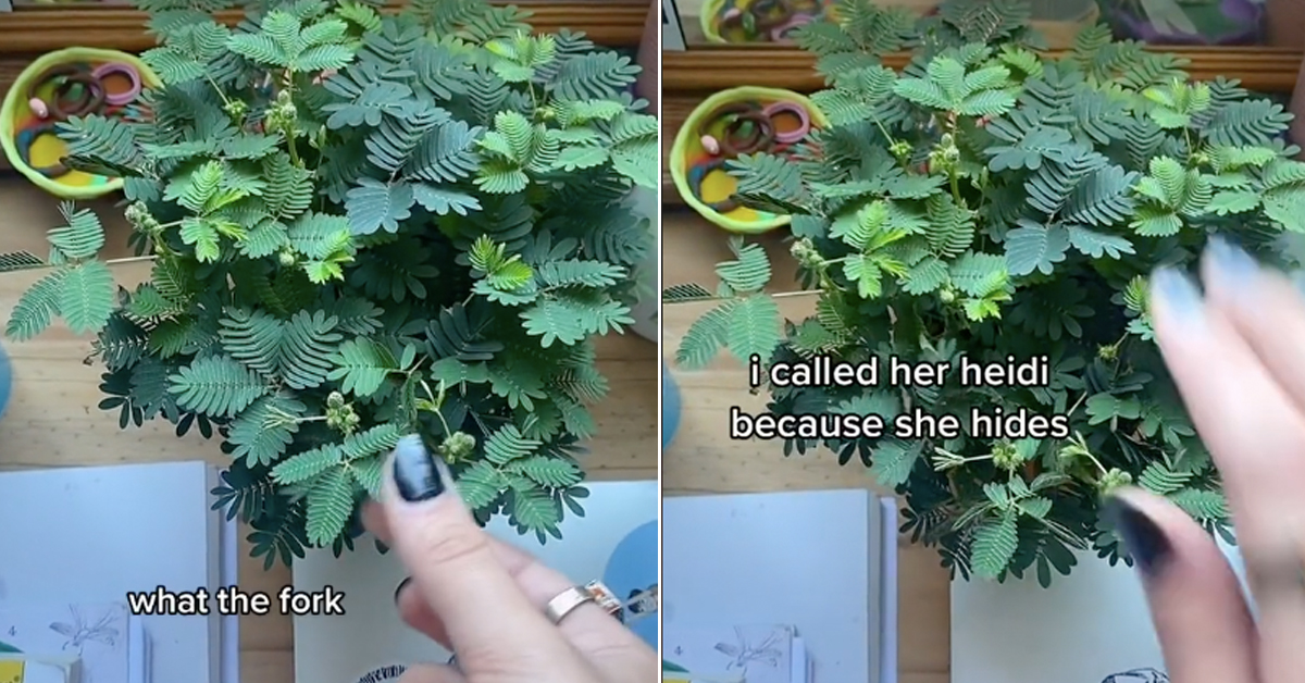 Woman Gets Excited Over Touch-Me-Not Potted Plant, Amused Asians Call ...