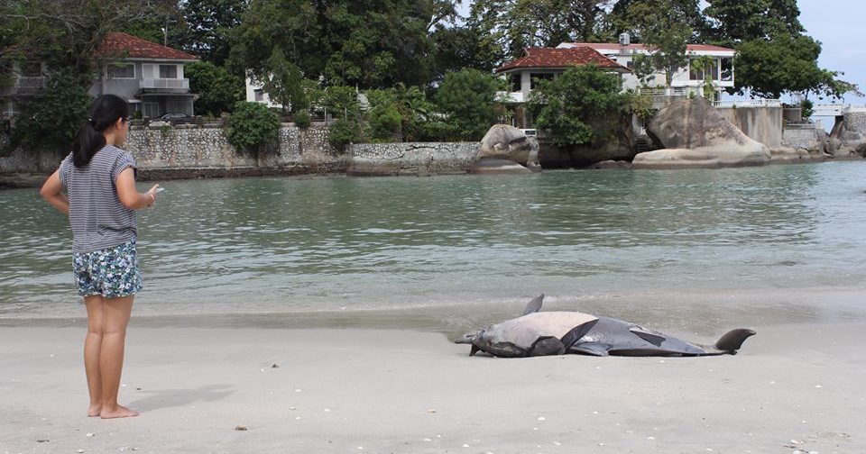 Another Dead Dolphin Has Been Sighted In Penang In Less Than A Week
