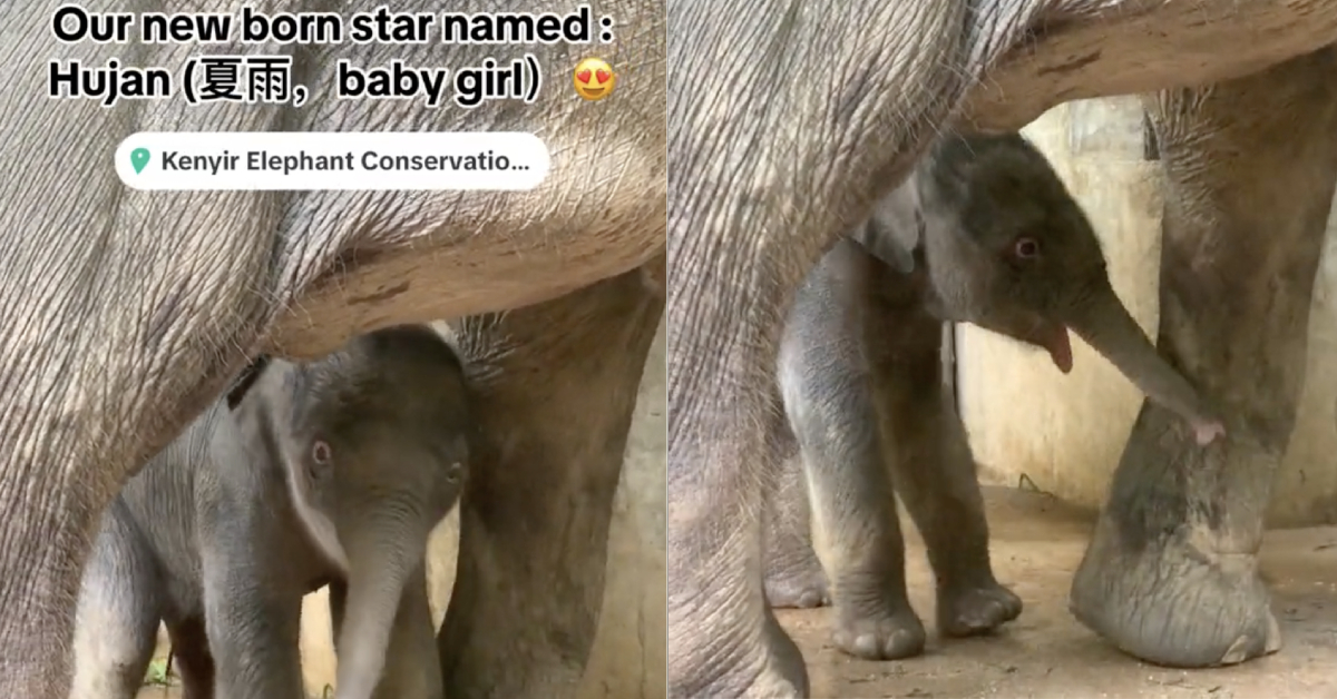 A New Star Is Born: Meet Hujan The Baby Elephant At The Kenyir ...