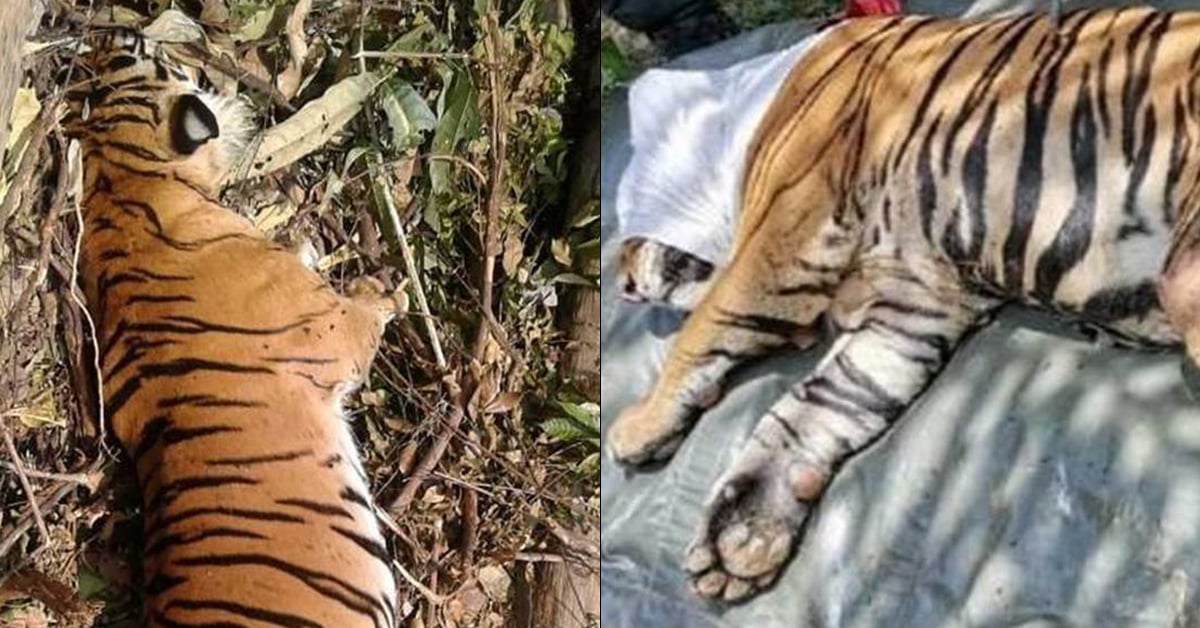 Perhilitan Rangers Fatally Shoot A Tiger In Kelantan After It Killed An ...