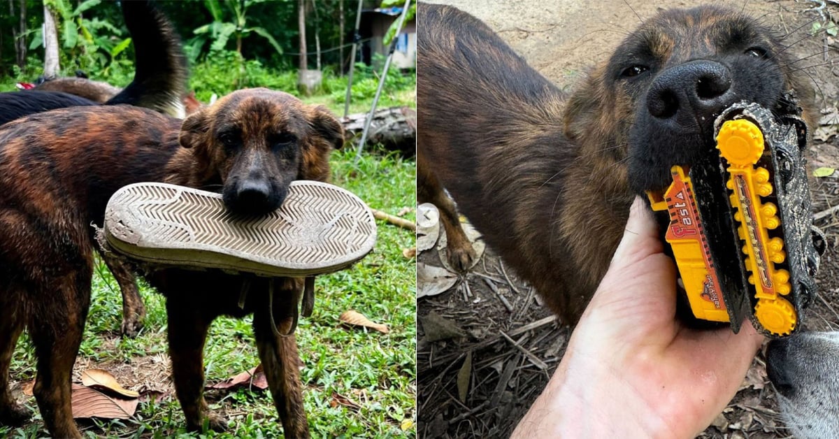 Grateful Street Dog In Thailand Brings Man A Gift Every Day To Thank ...