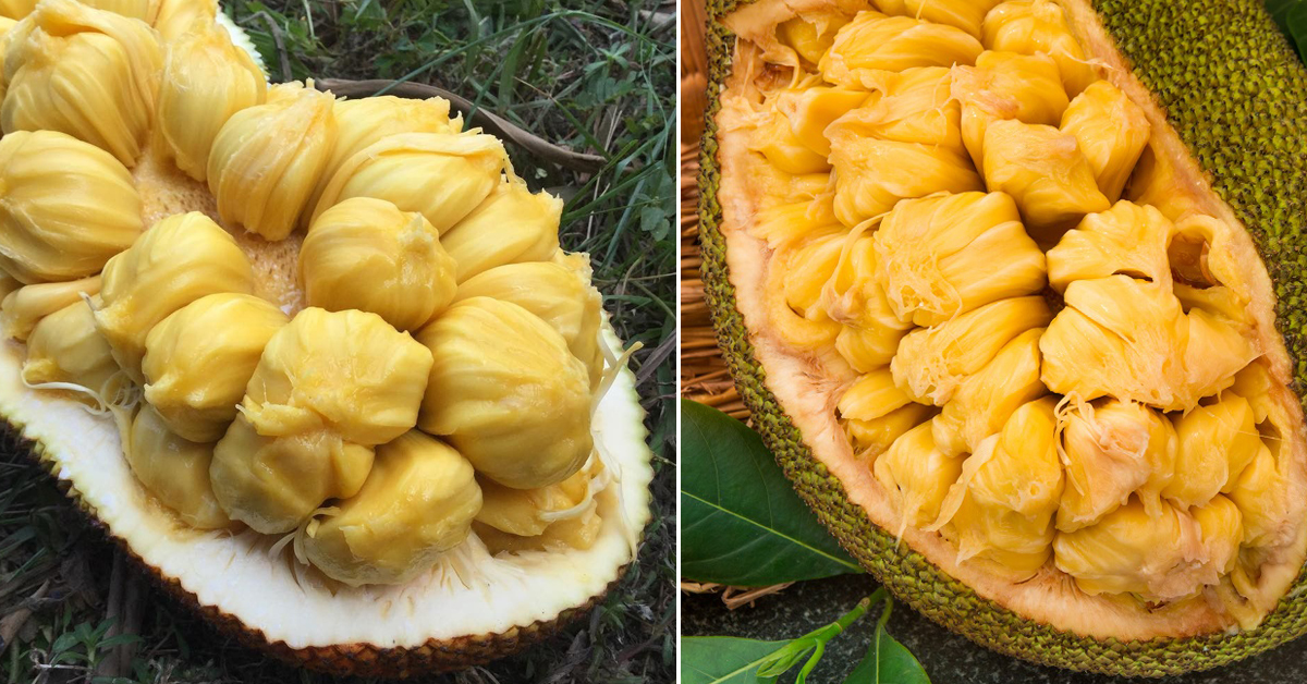 Cempedak Vs Jackfruit: What The Heck Is The Difference?