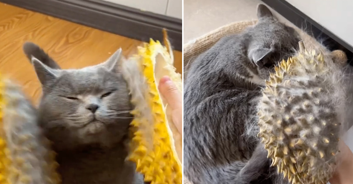 People Are Turning Their Durian Shells Into Cat Combs & The Kitties ...