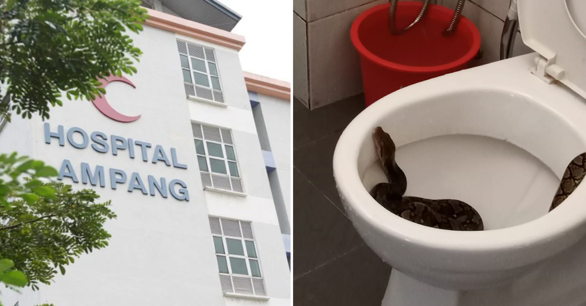 6-Year-Old Ampang Boy Bitten By Python While Using The Toilet