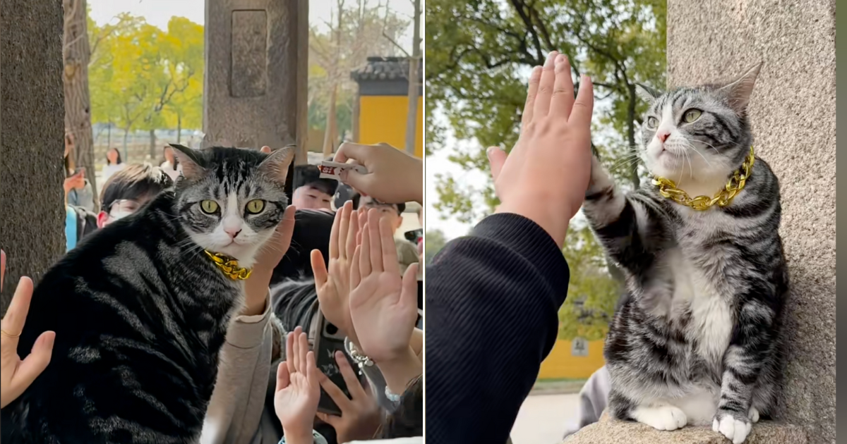 Temple Cat Becomes Famous For Giving People ‘Good Luck’ High-Fives