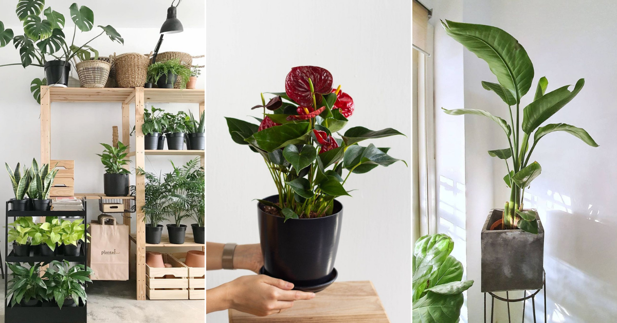 10 Local Online Stores Selling Pretty Houseplants To Satisfy Every MCO ...