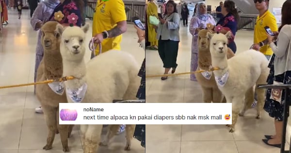 Tular Video Alpaka Berjalan Bebas Dalam Mall Ini Tarik Perhatian Ramai ...