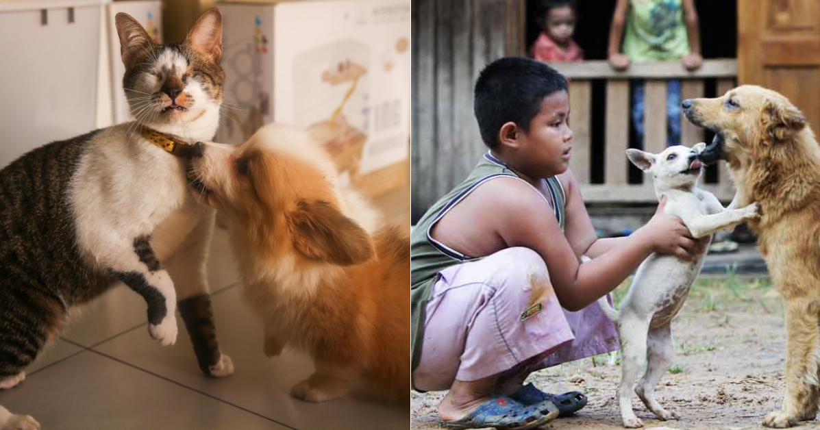 Animals Are More Than Just Pets. They Deserve Our Respect And Protection